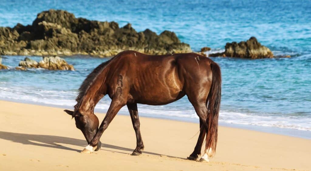 Explore the Best Beaches in Vieques, Puerto Rico - Next Vacay